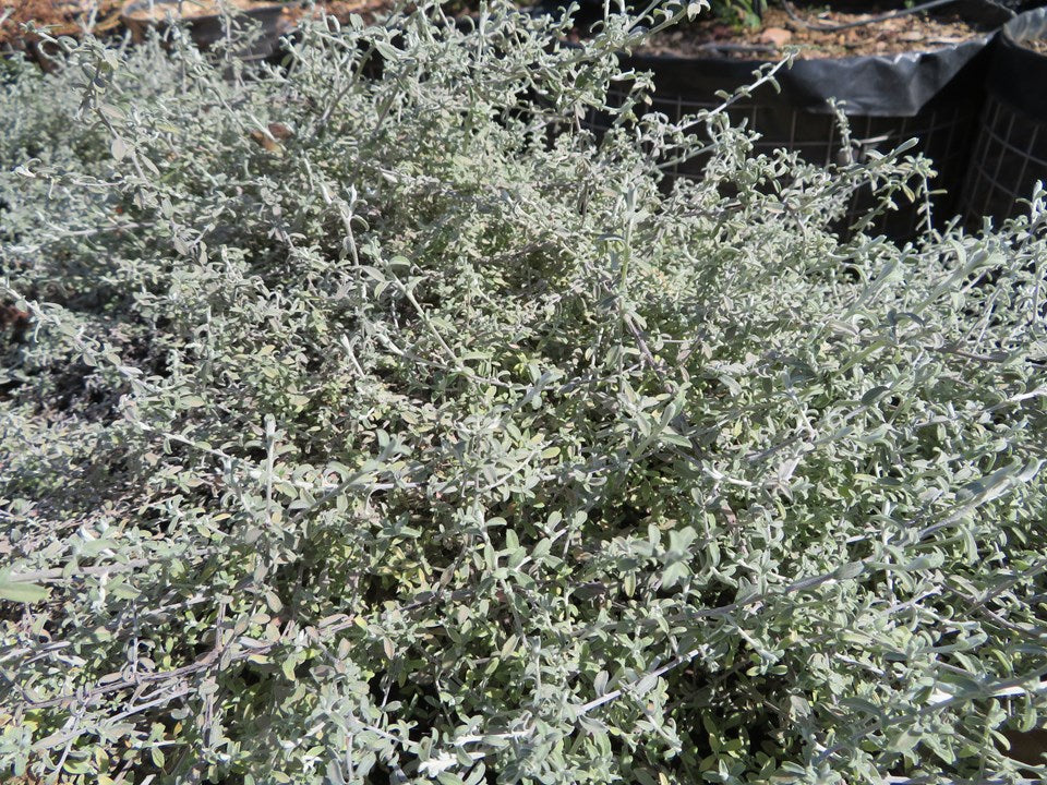 Fynbos collection: Kooigoed & Citronella soap – Beatrixhandmade